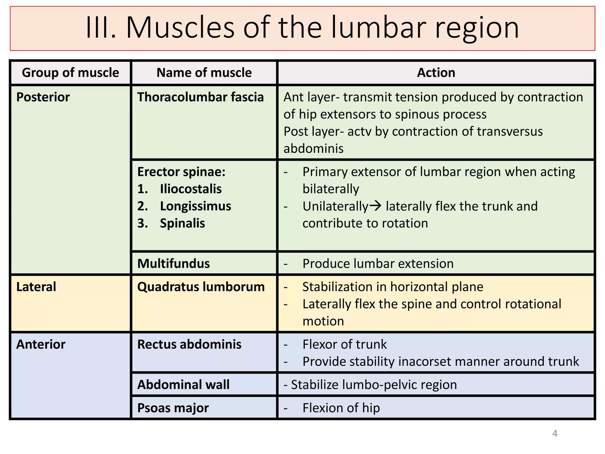 Musculoskeletal system:Anatomy of the Lumbar region | PDF