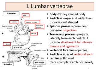 Musculoskeletal system:Anatomy of the Lumbar region | PDF