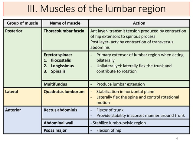 Musculoskeletal system:Anatomy of the Lumbar region | PDF | Death ...