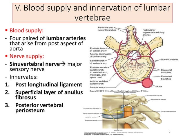 Musculoskeletal system:Anatomy of the Lumbar region | PDF | Death ...