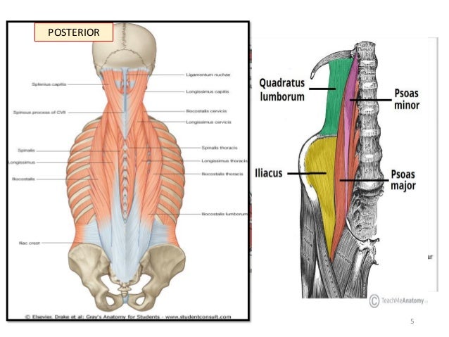 Musculoskeletal system:Anatomy of the Lumbar region