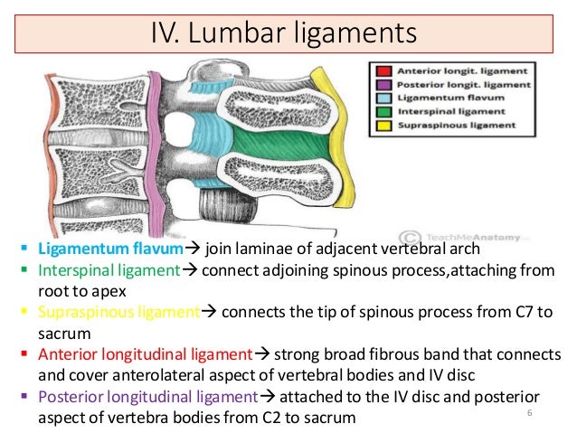 Musculoskeletal system:Anatomy of the Lumbar region