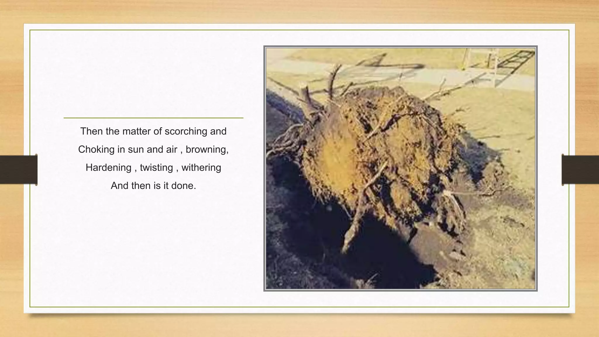 On killing a tree.pptx