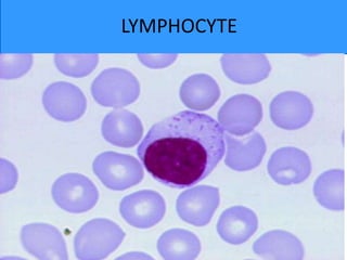 POWERPOINT - BLOOD CELLS | PPTX