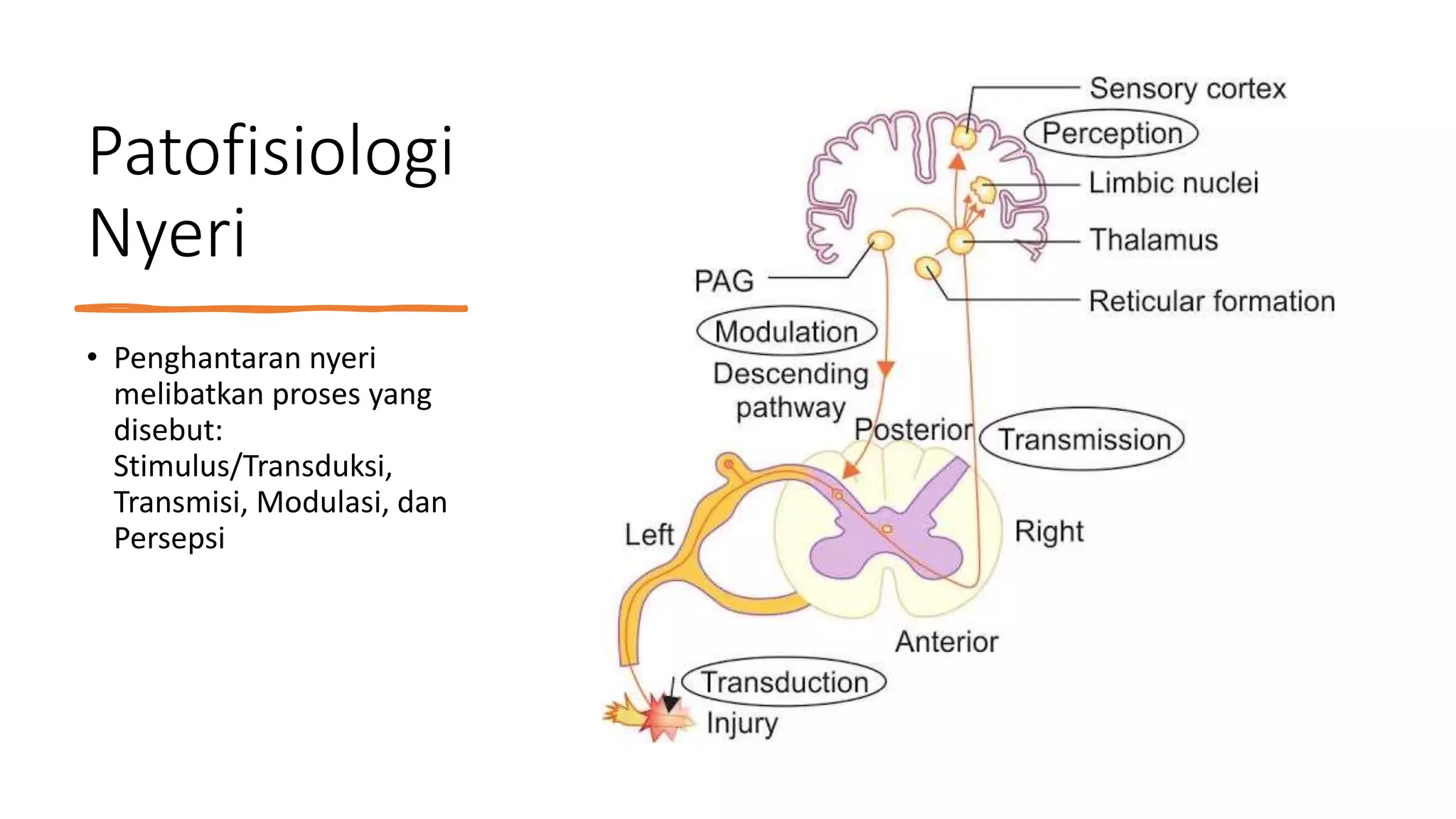 Online Class - Nyeri & Inflamasi (Done).pptx