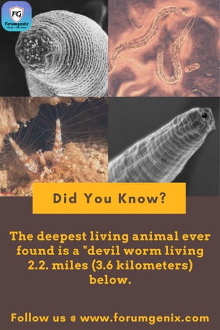 Did You Know? | PDF