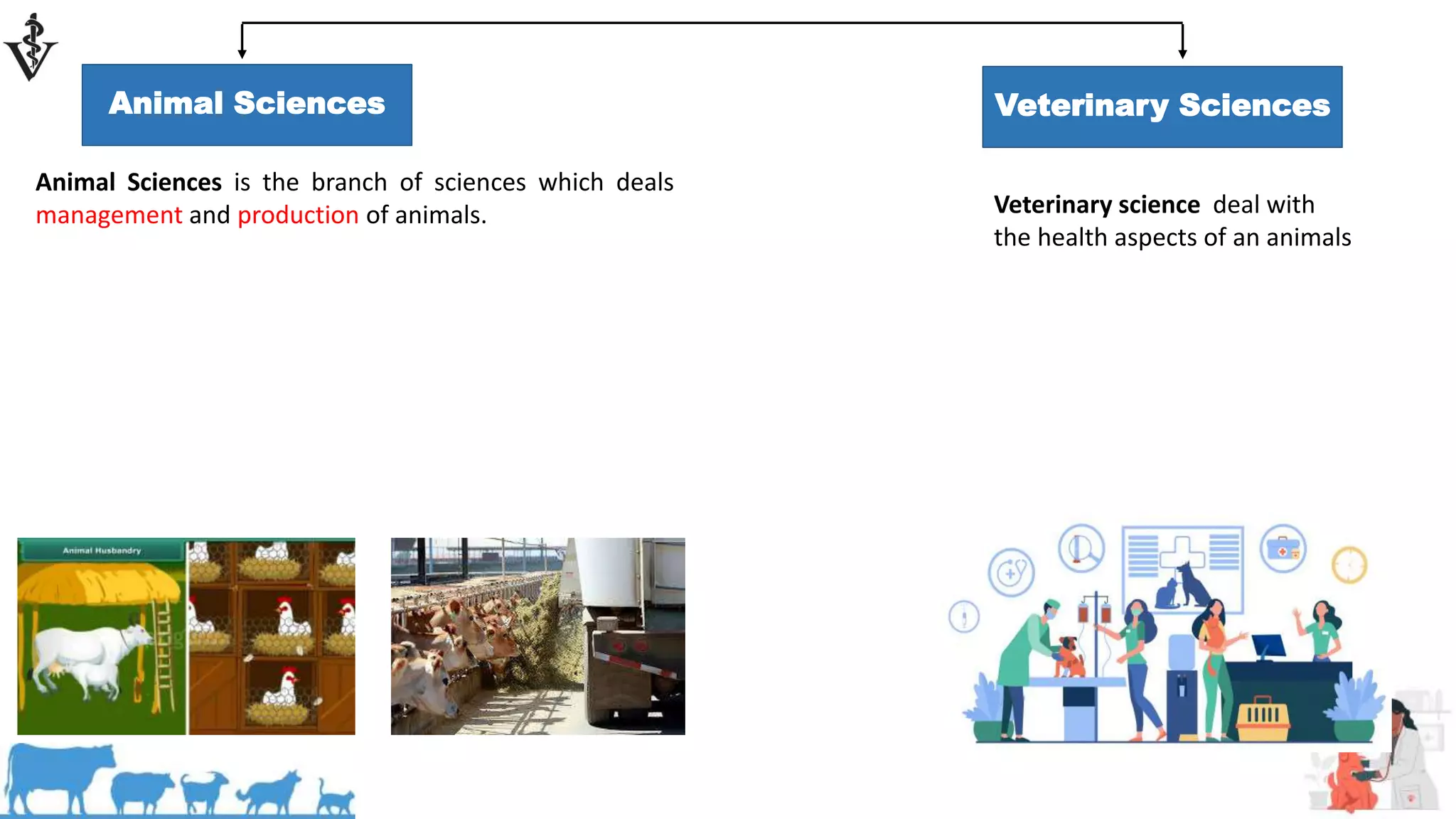 Animal Sciences VS Veterinary Sciencs | PPTX
