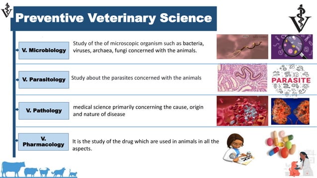 Animal Sciences VS Veterinary Sciencs | PPTX | Veterinary Medicine | Pets