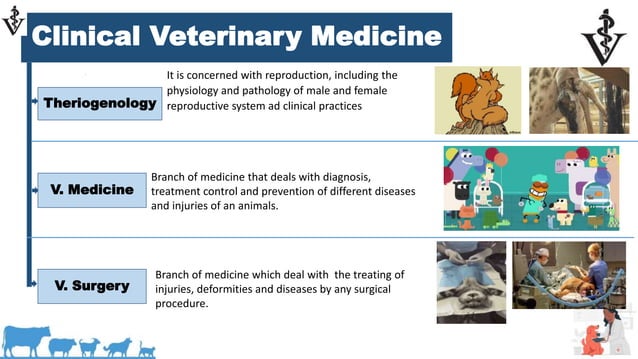 Animal Sciences VS Veterinary Sciencs | PPTX | Veterinary Medicine | Pets