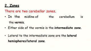 ONLY CEREBELLUM.pptx FOR NURSING STUDENTS | PPTX | Brain and Nervous ...