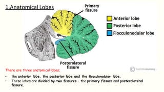 ONLY CEREBELLUM.pptx FOR NURSING STUDENTS | PPTX | Brain and Nervous ...