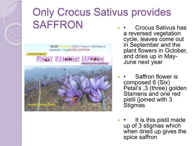 Only Crocus Sativus provides SAFFRON.pptx