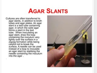 on microbiology fao .pptx