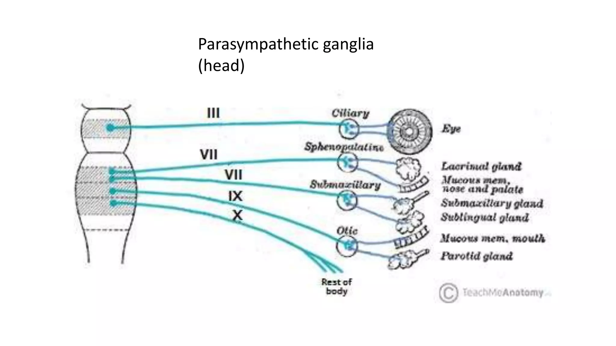 Optic Nerve and pupil tutorial | PPT