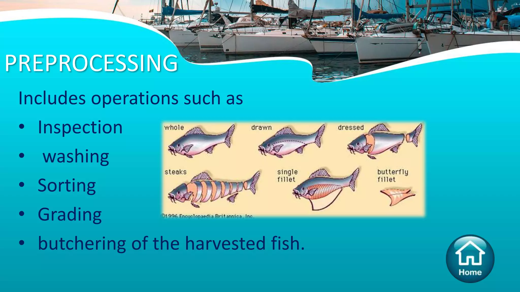 Onshore fish processing | PPTX