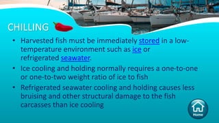 Onshore fish processing | PPTX