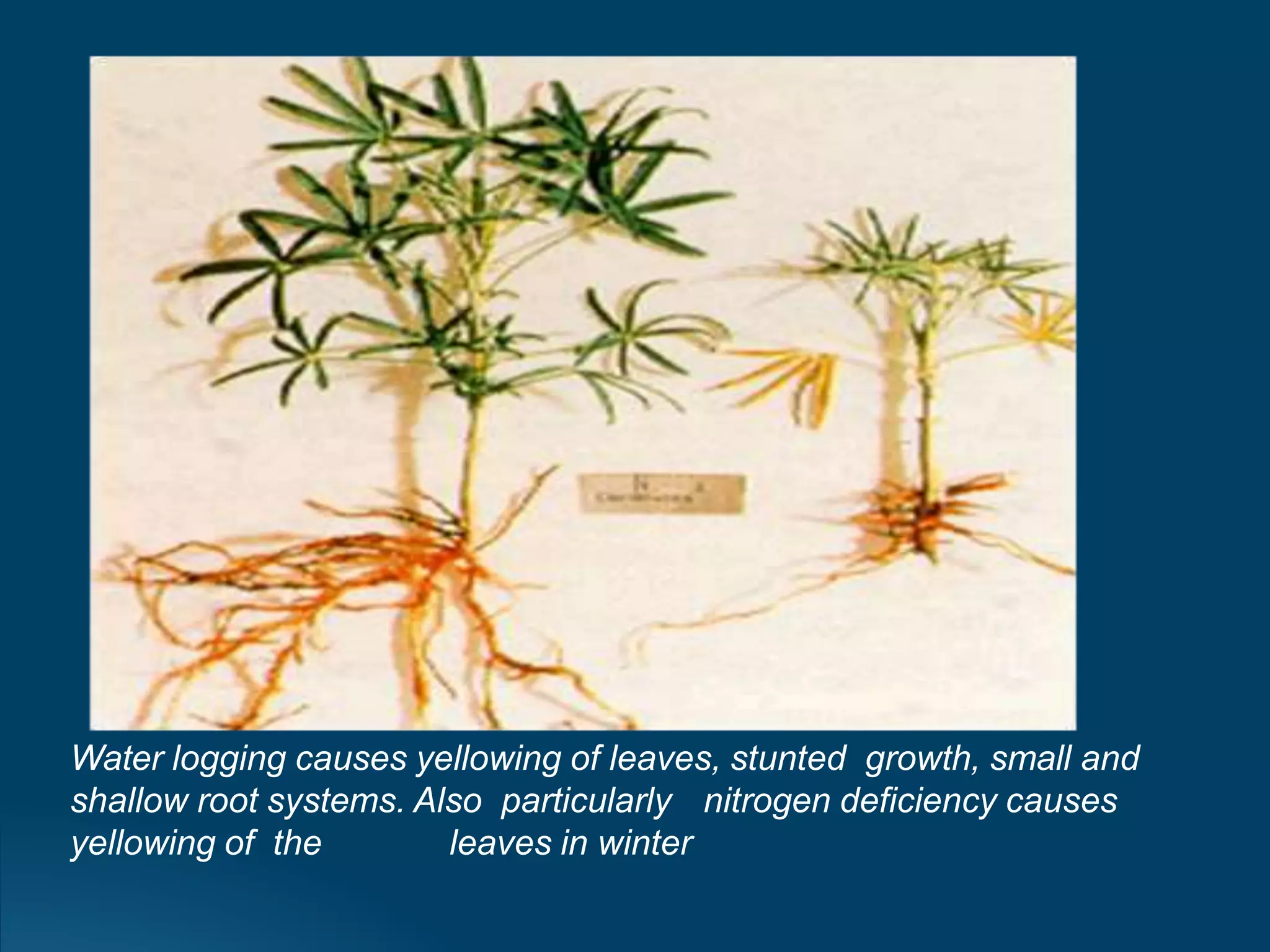 Waterlogging Types & Causes of Waterlogging Effects & its control ...