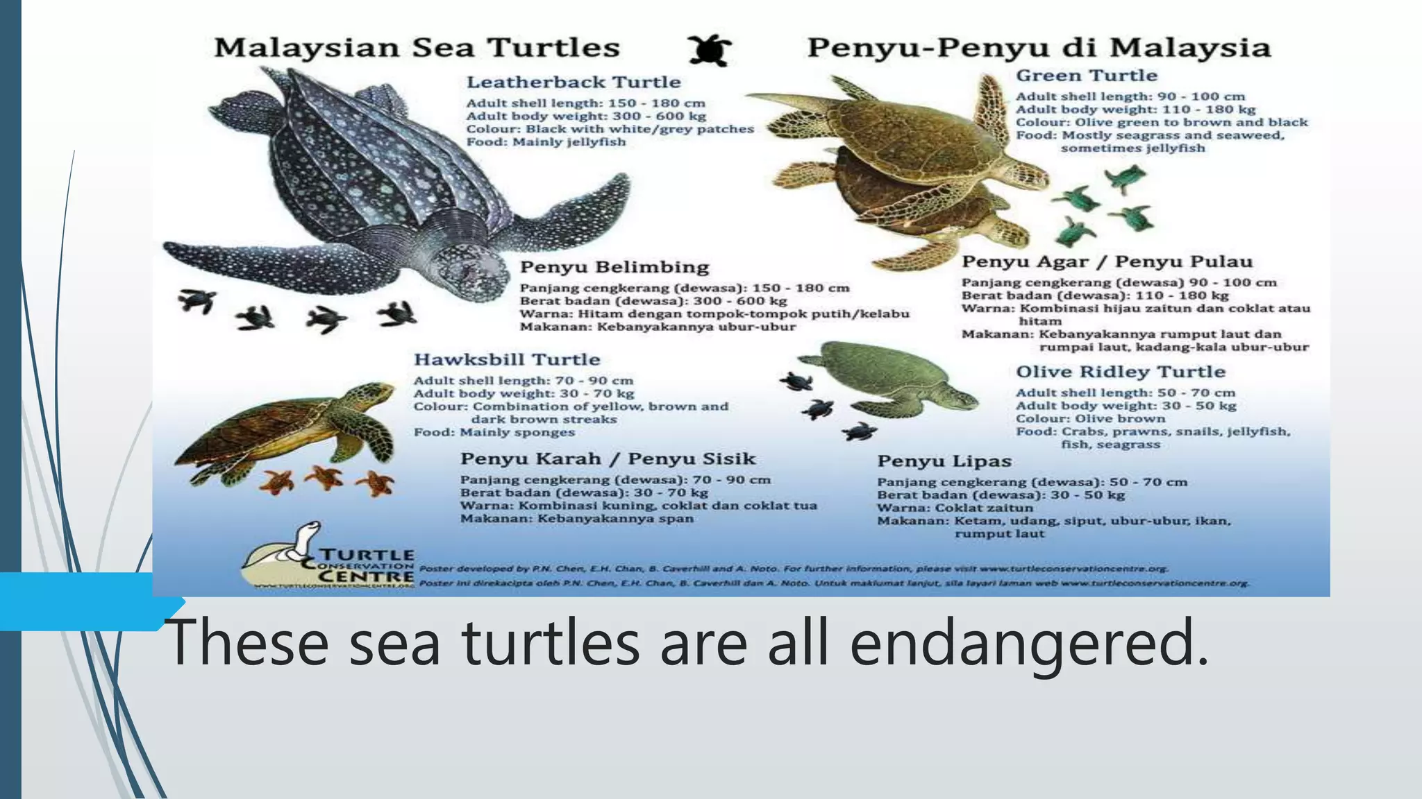 Save the turtle text | PPTX