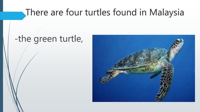 Save the turtle text | PPTX