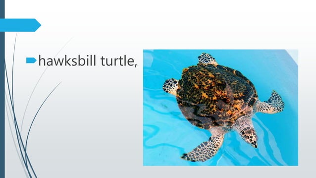Save the turtle text | PPTX