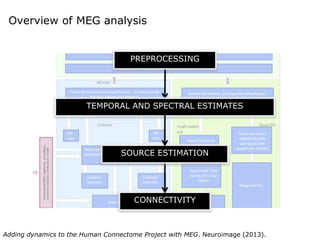 On the large scale of studying dynamics with MEG: Lessons learned from ...