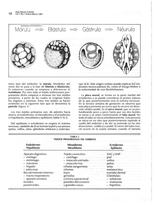 ONTOGENESIS Y FILOGENESIS.pdf