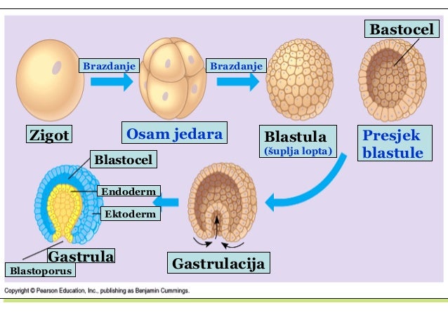 Ontogenetsko razviće