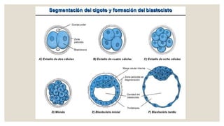 Ontogenia | PPTX