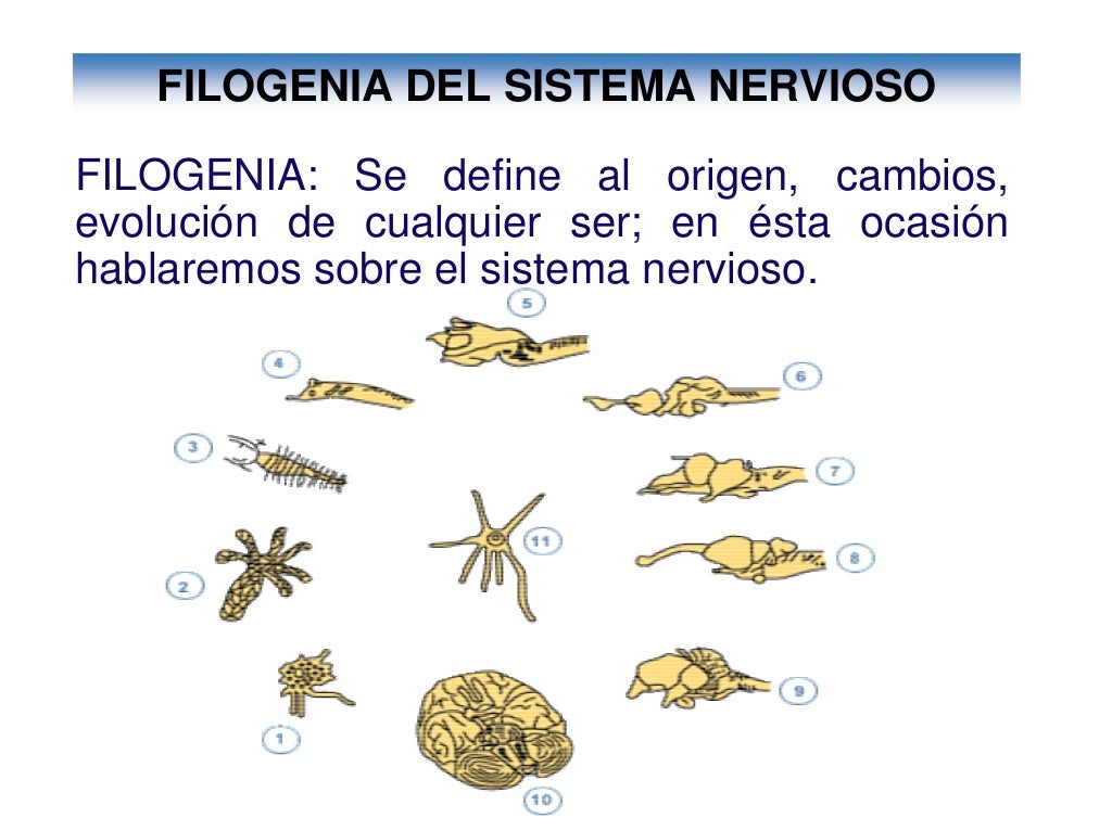 Ontogenia y Filogenia