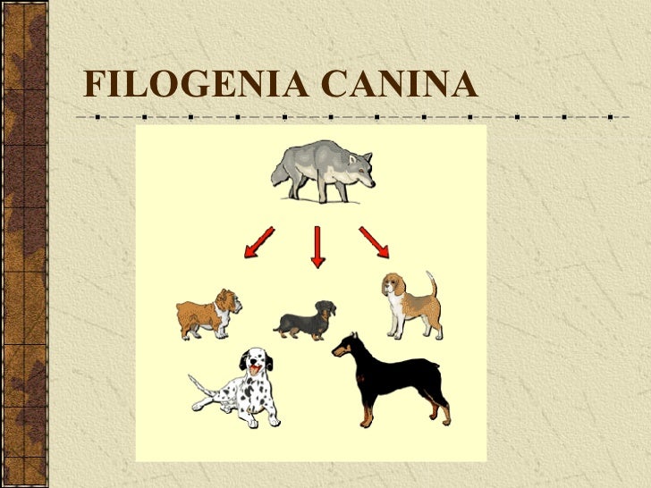 Clase N 1 Filogenia De Los Animales