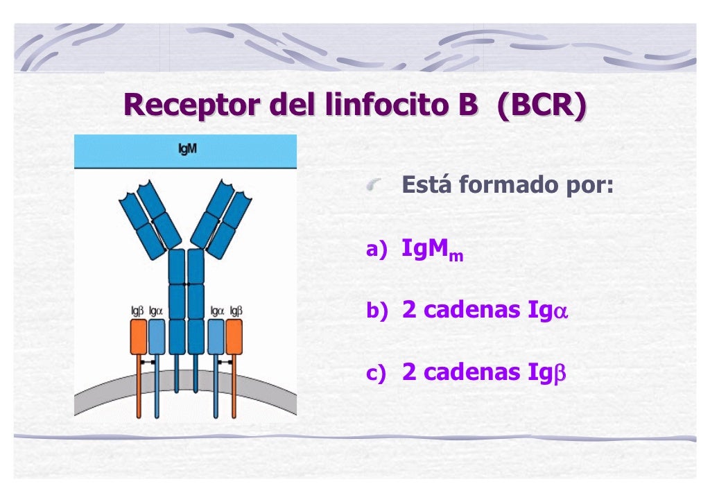 Ontogenia del "Linfocito B" y "BCR"