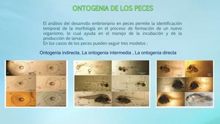 ontogenia de los peces.pptx