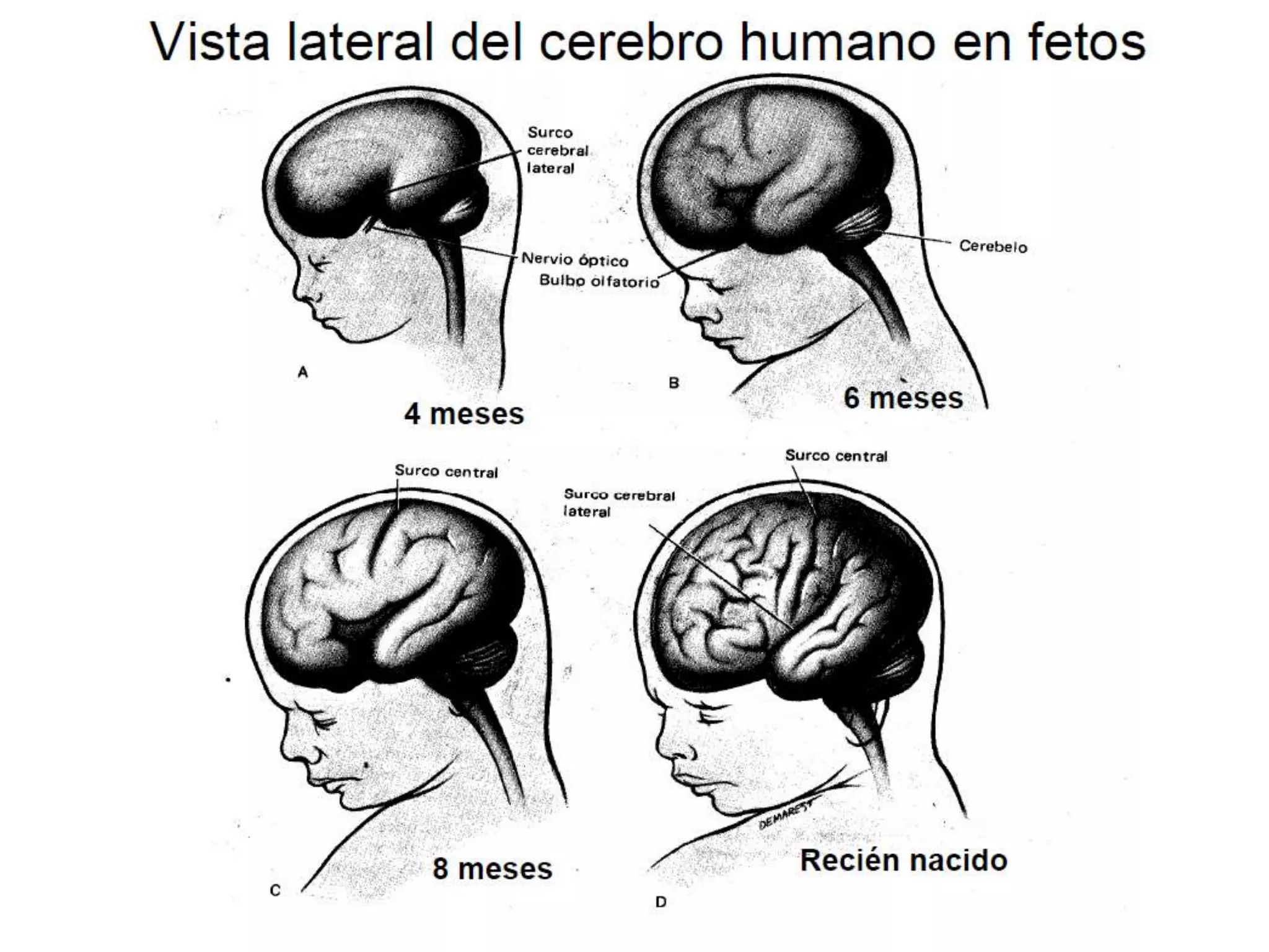 Ontogenia del sistema nervioso | PPTX