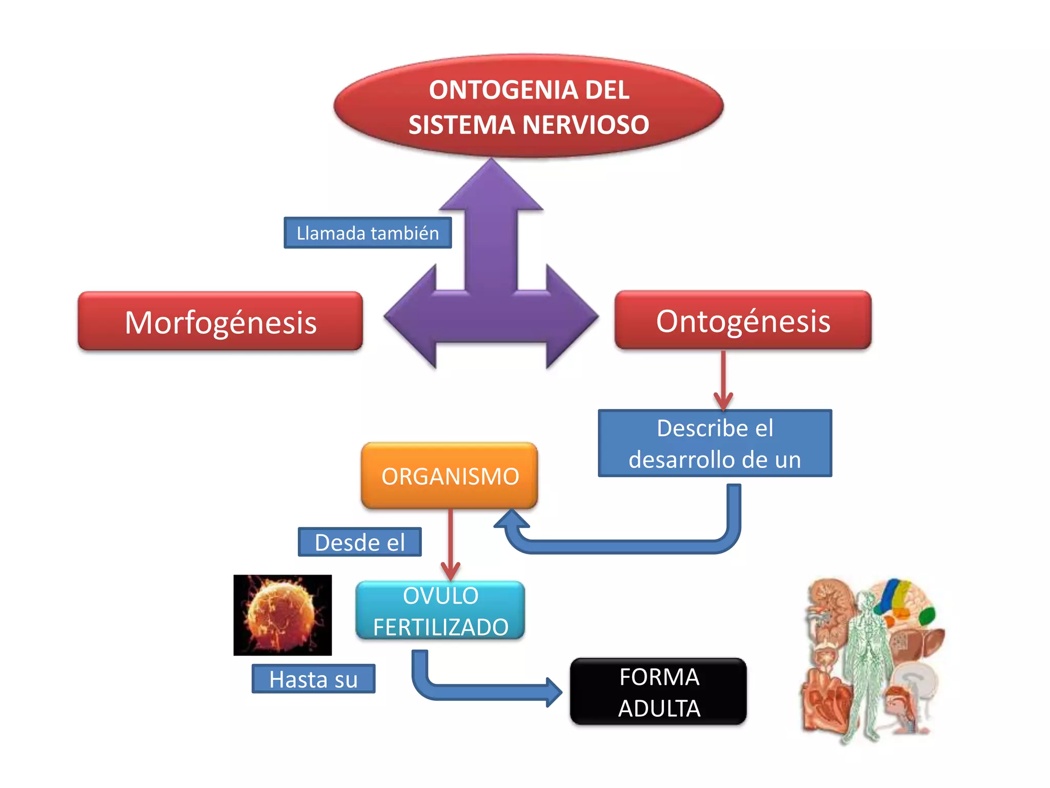 Ontogenia del sistema nervioso | PPTX
