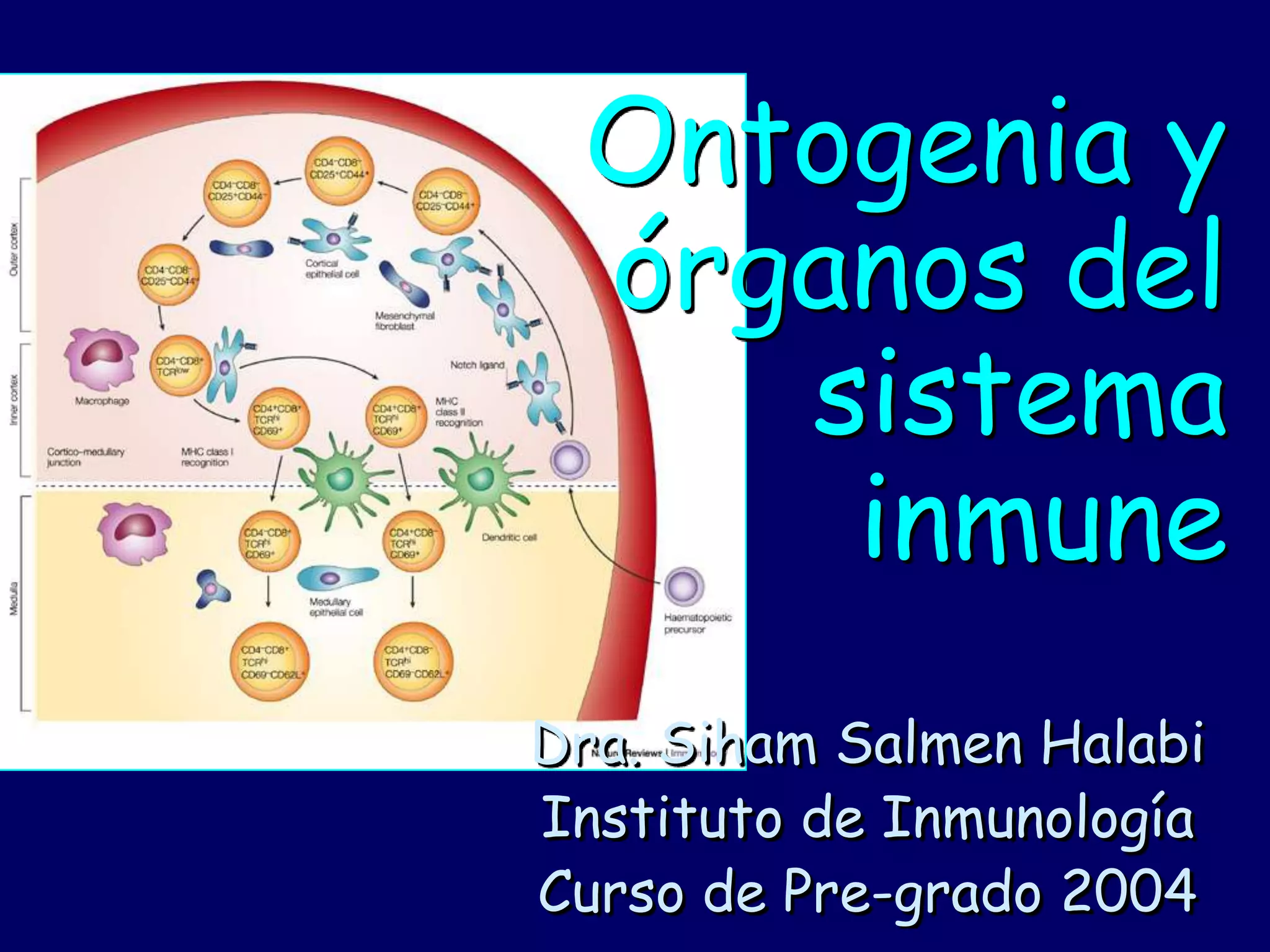 Ontogenia y organos del si pre grado 2004 | PPTX