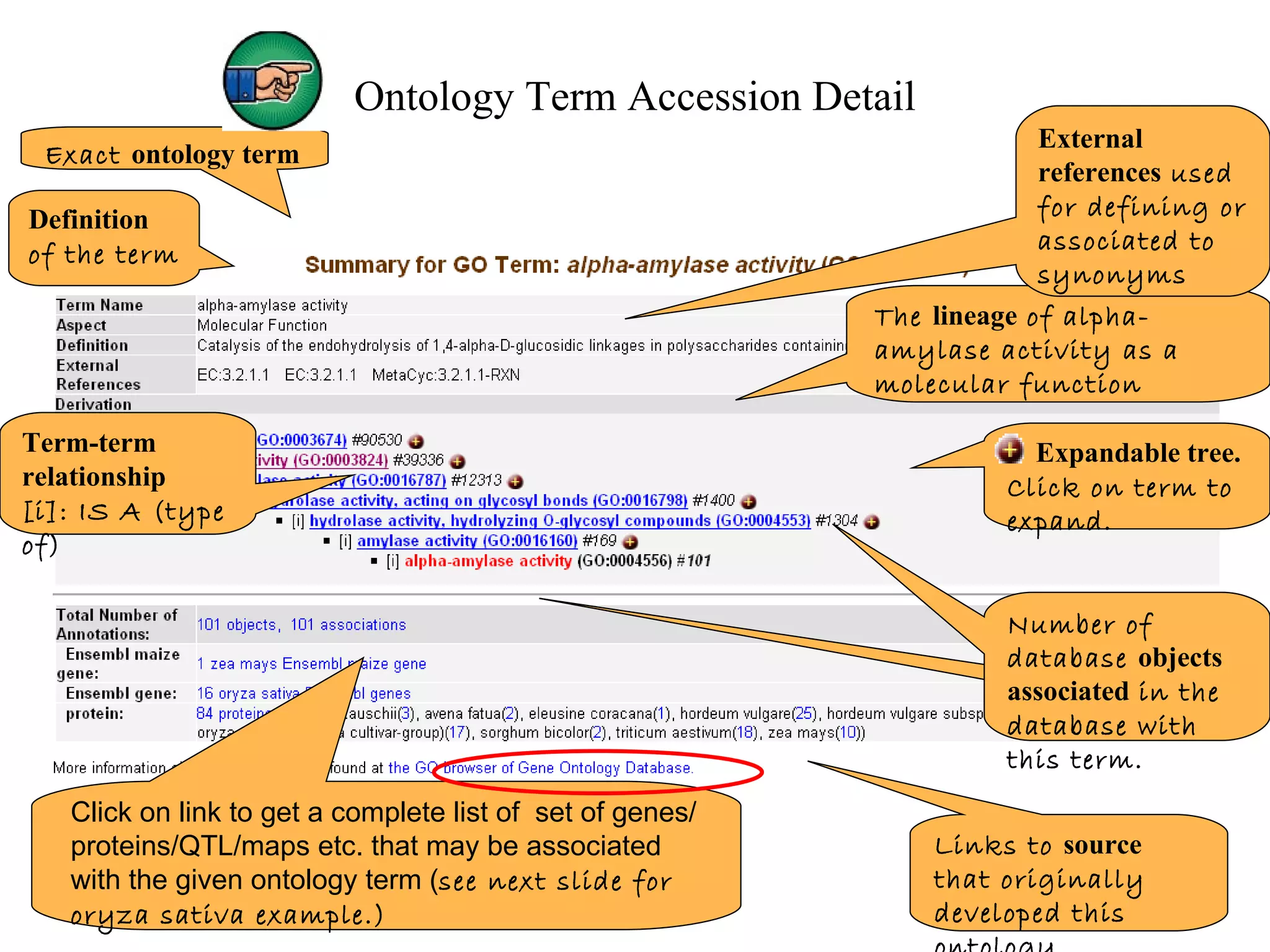 Ontologies gramene tutorial | PPT