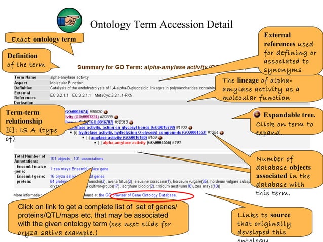 Ontologies gramene tutorial | PPT