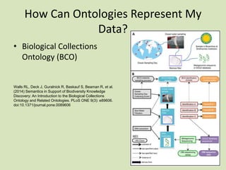 Ontological Support of Data Discovery and Synthesis in Estuarine and ...