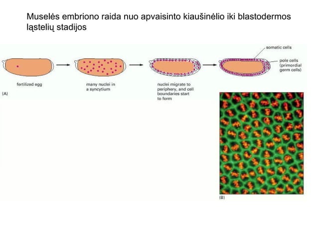 Ontomorfogenetika 4 | PPT