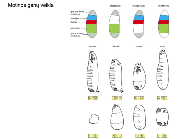 Ontomorfogenetika 4 | PPT