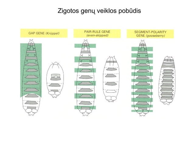 Ontomorfogenetika 4 | PPT