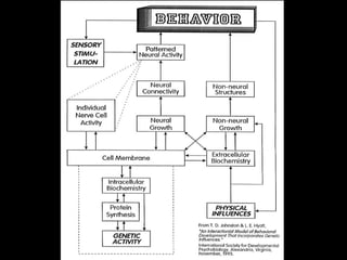 Ontogeny and Phylogeny | PPT