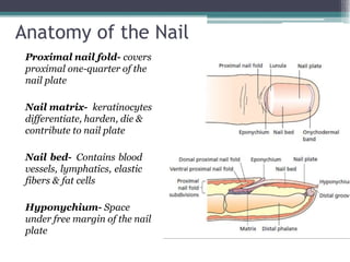 onychomycosis-tim-copy-190413065334 (1).pptx