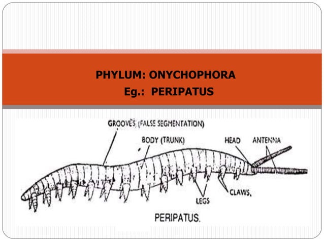Phylum : Onychophora | PPT