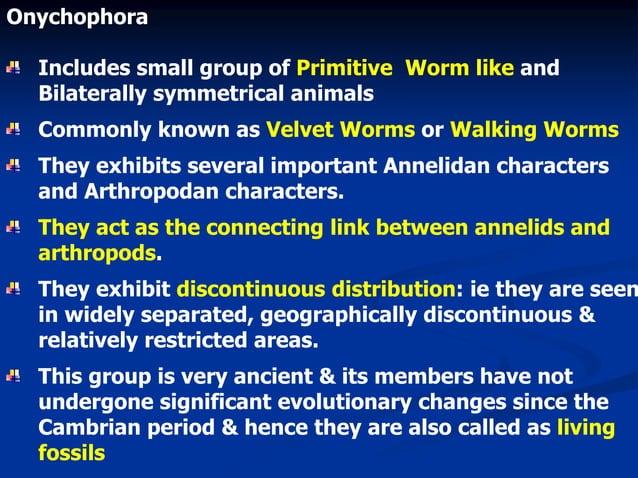 Phylum : Onychophora | PPT
