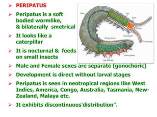 Phylum : Onychophora | PPT