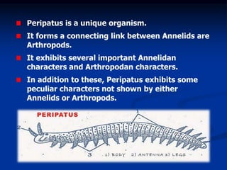 Phylum : Onychophora | PPT