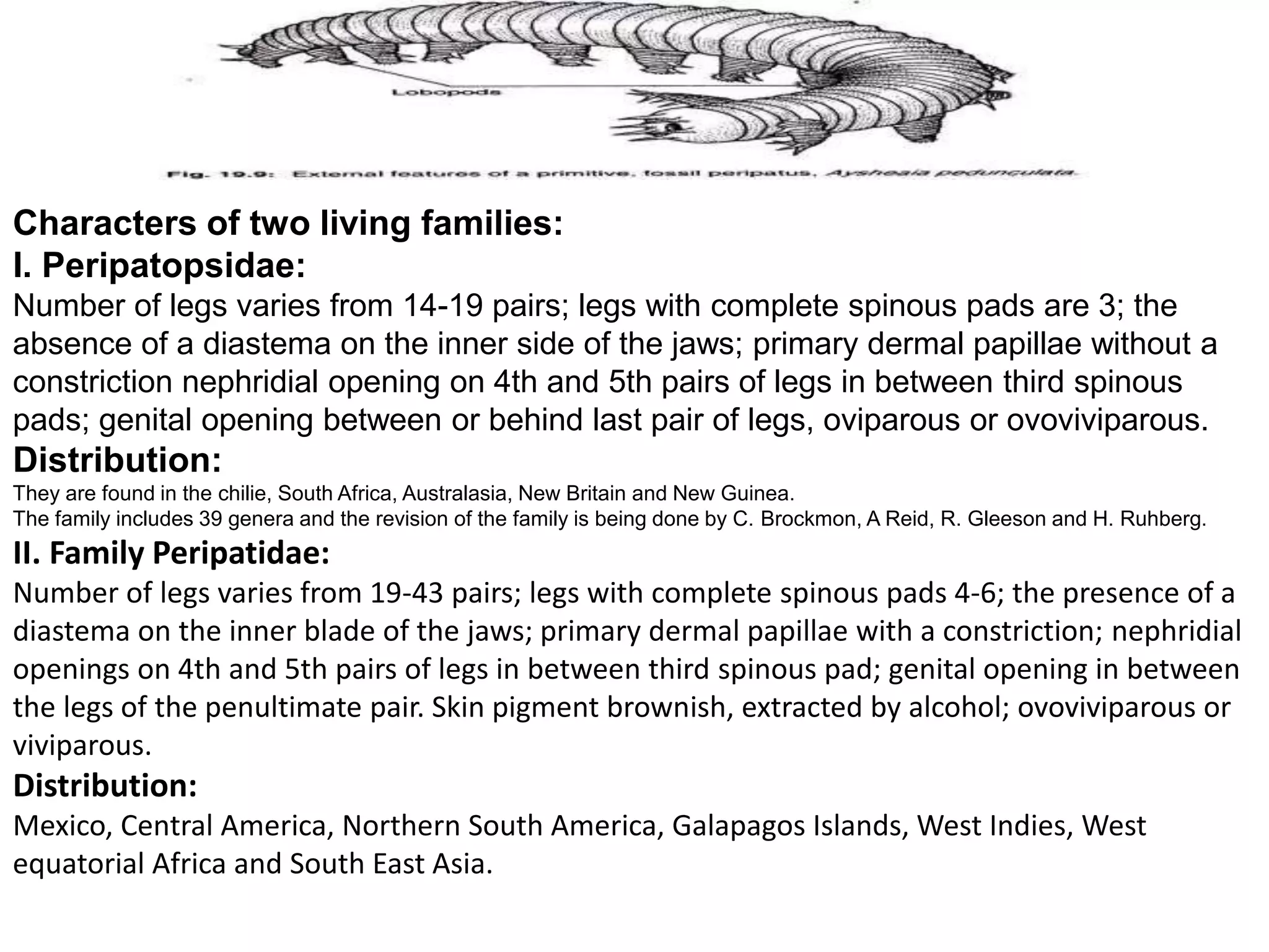 Onychophora A detailed note | PPTX