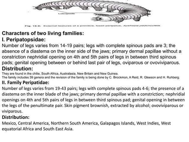 Onychophora A detailed note | PPTX