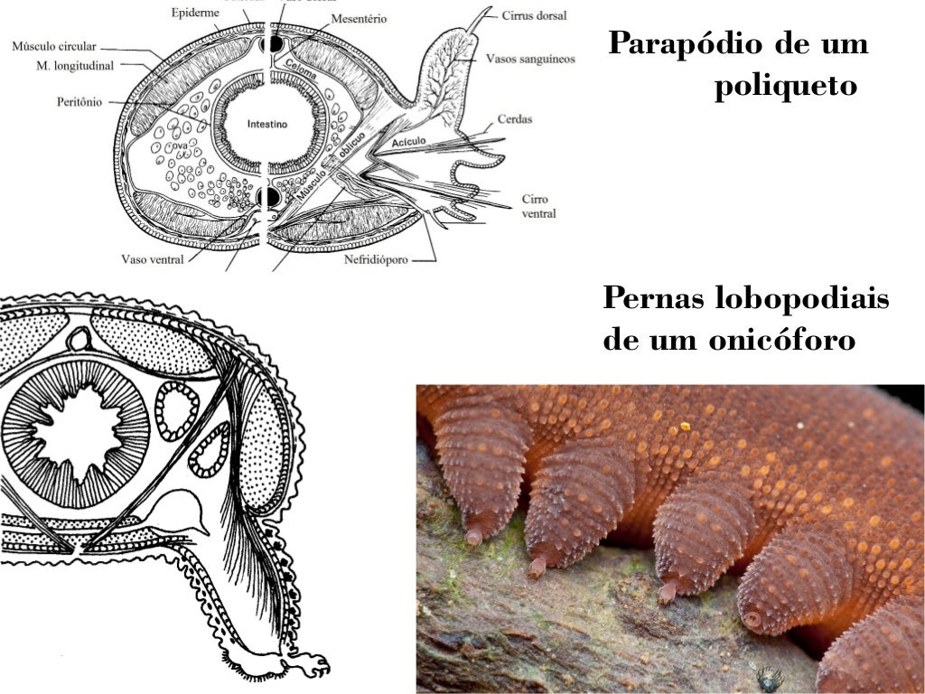 Onychophora slides